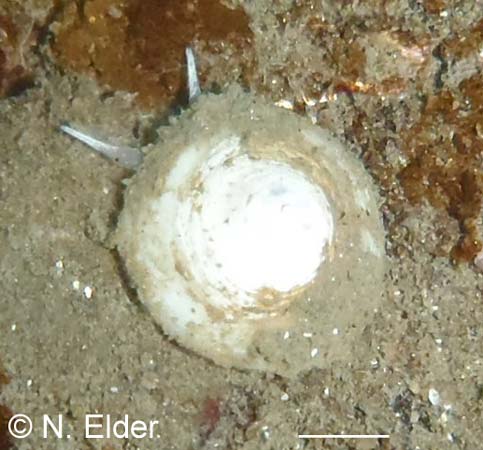 Gastropods - Acmaeidae, Lepetidae, Lottiidae, Siphonariidae, Trimusculidae